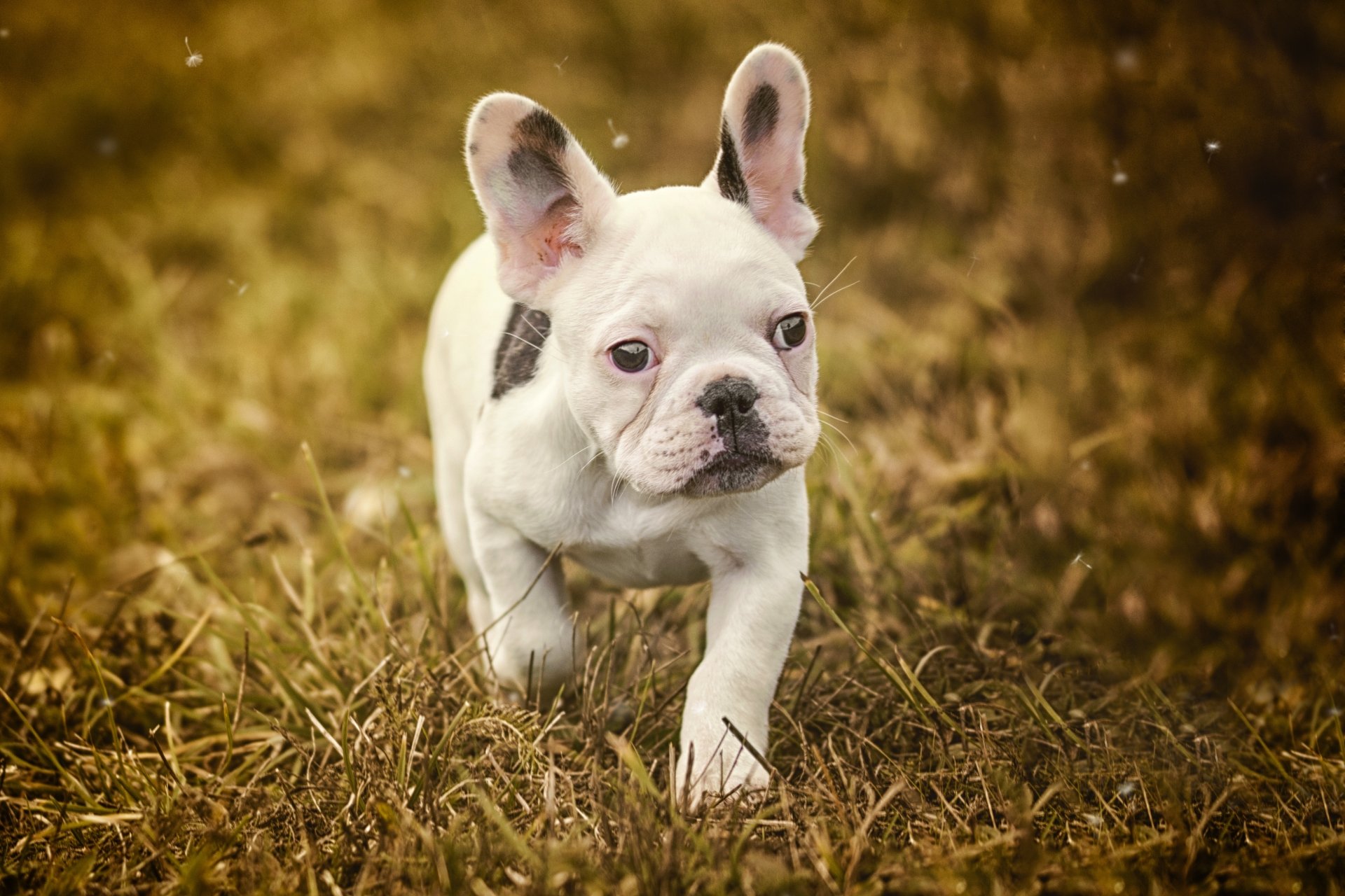 Download Dog Animal French Bulldog 4k Ultra HD Wallpaper