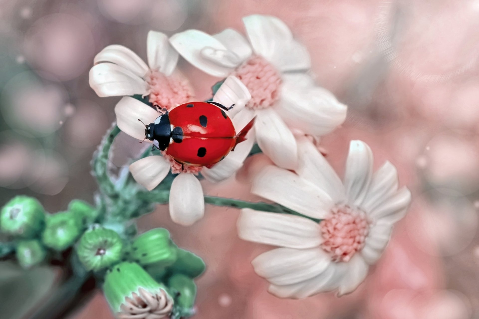 Download White Flower Macro Insect Animal Ladybug HD Wallpaper