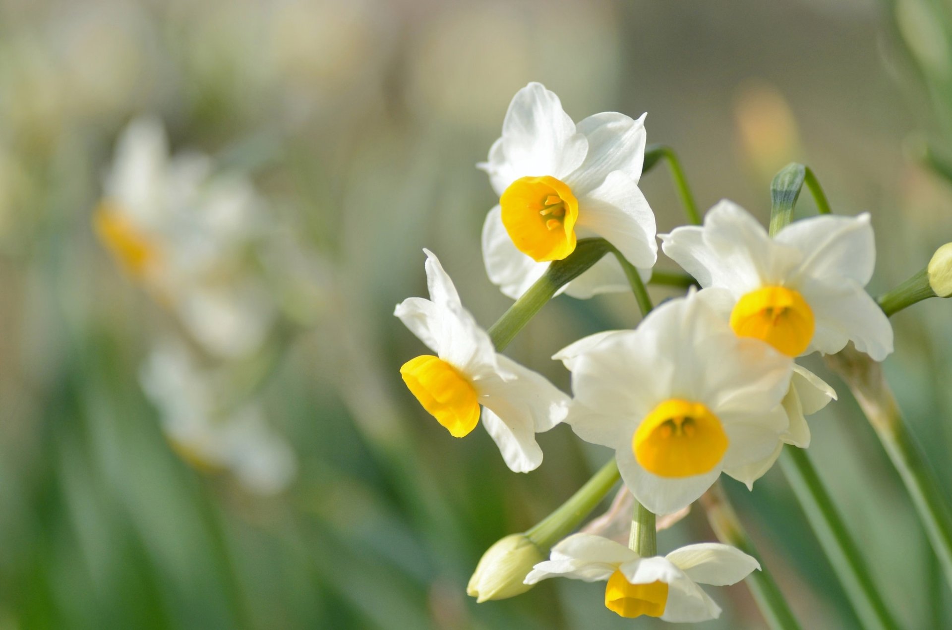 Radiant Summer Daffodils: HD White Flower Bloom in Nature