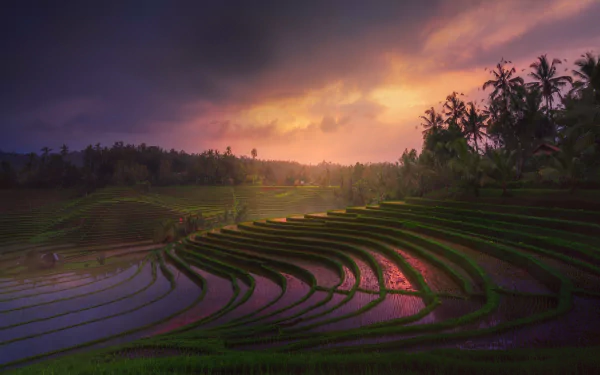 Download Man Made Rice Terrace HD Wallpaper
