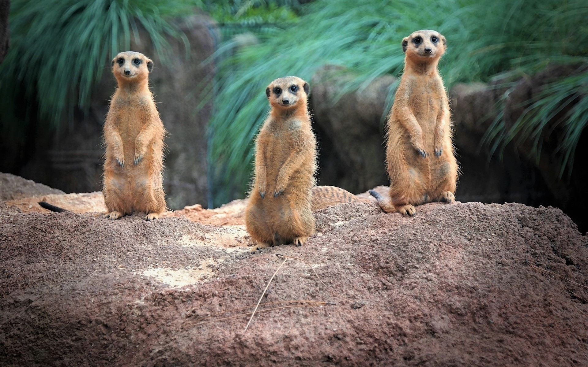 Download Cute Animal Meerkat HD Wallpaper