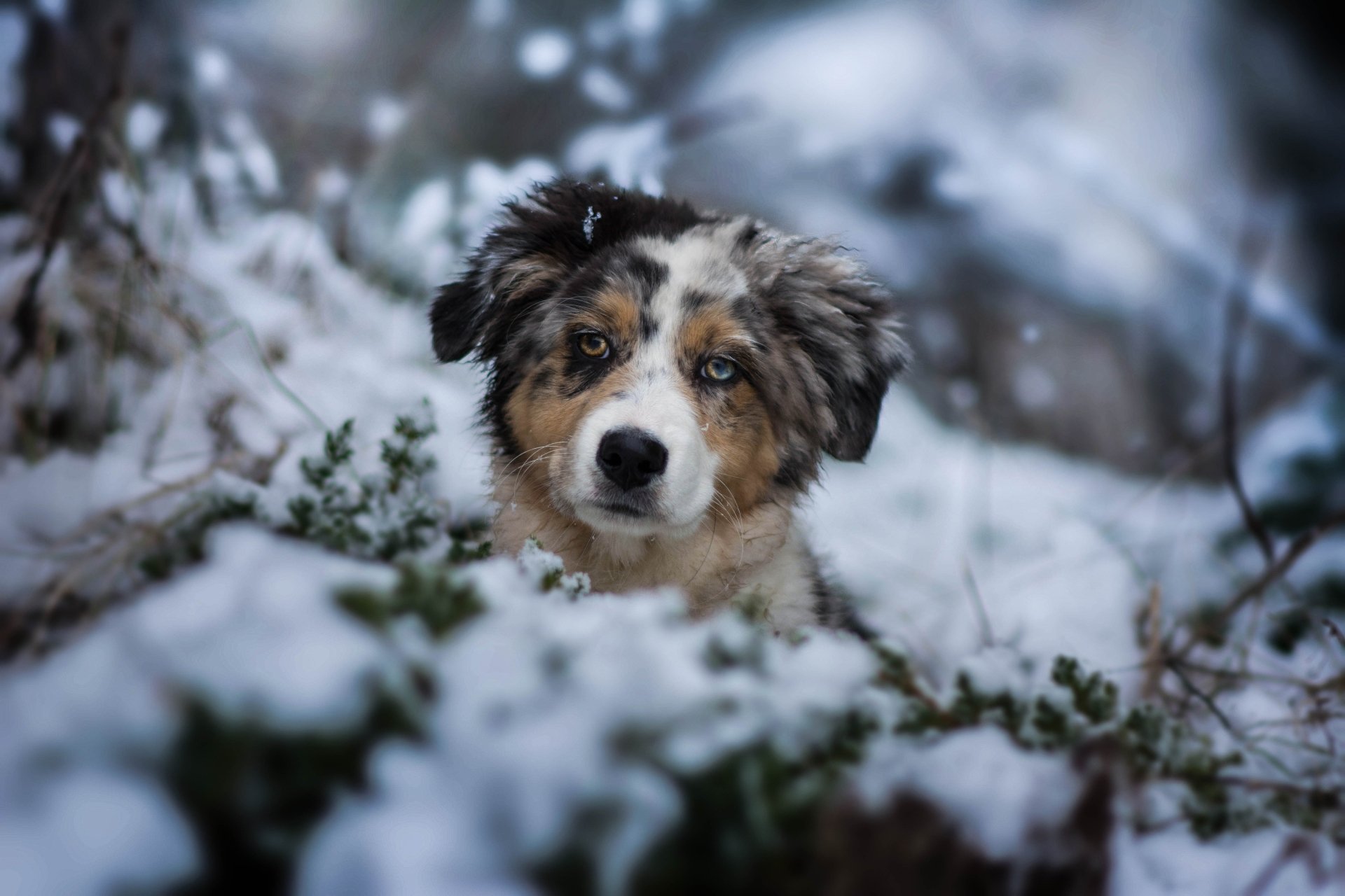Download Puppy Baby Animal Winter Dog Animal Australian Shepherd HD ...