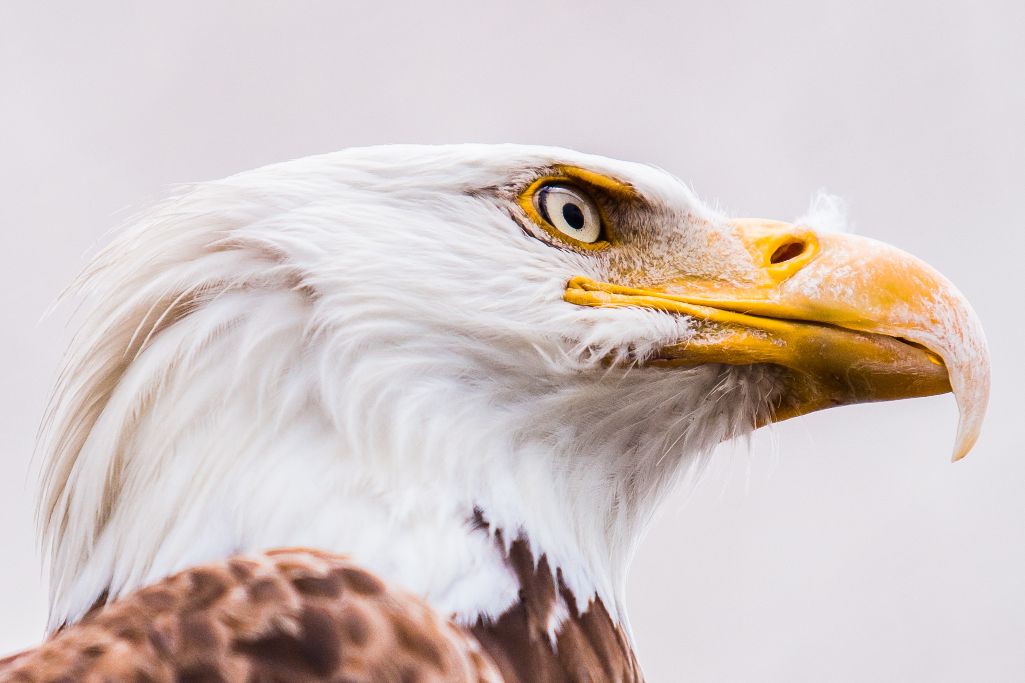 Download Beak Close-up Bird Eagle Animal Bald Eagle HD Wallpaper