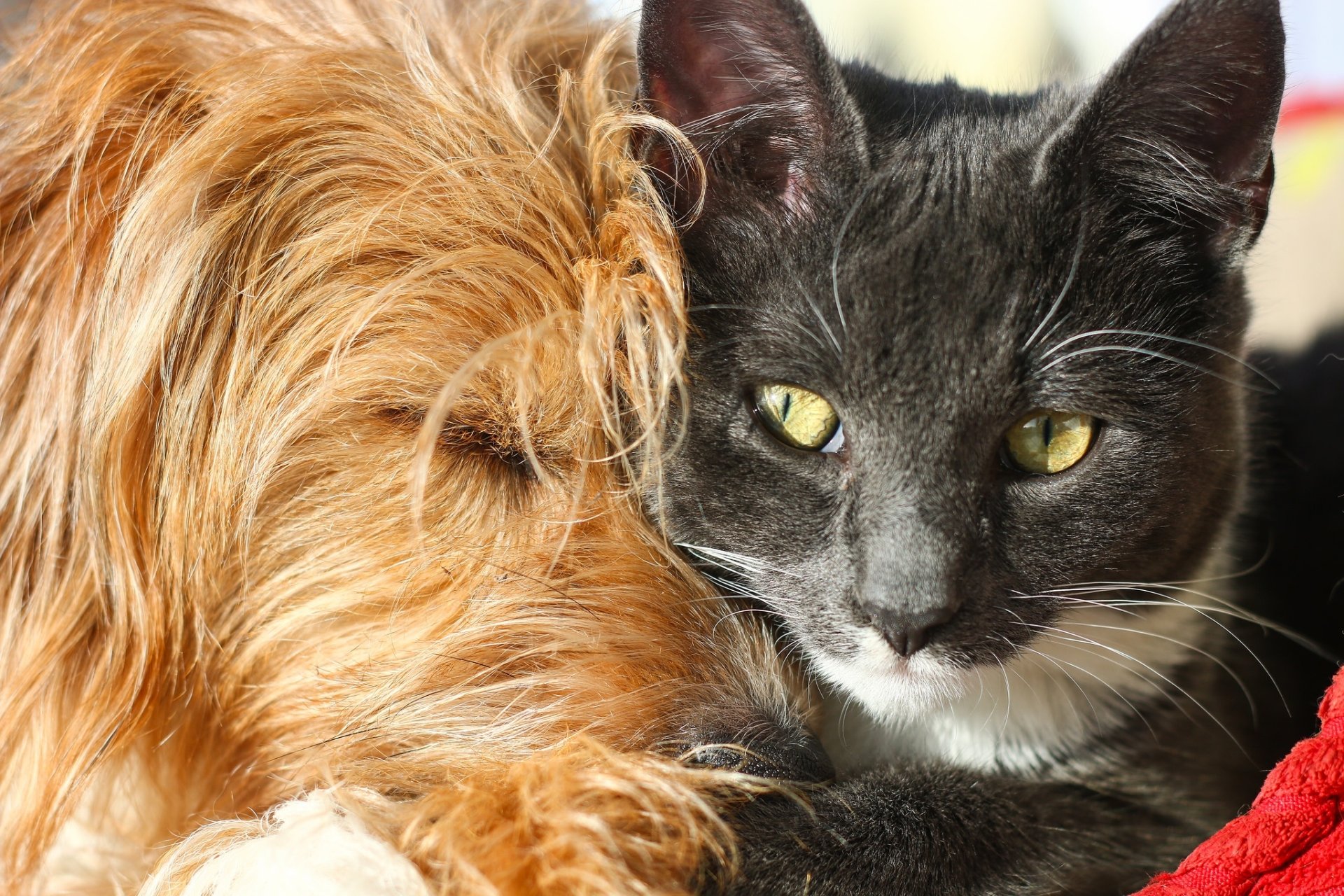 Cozy Close-Up: Cat & Dog HD Wallpaper | 2048x1365 | Wallpaper Abyss