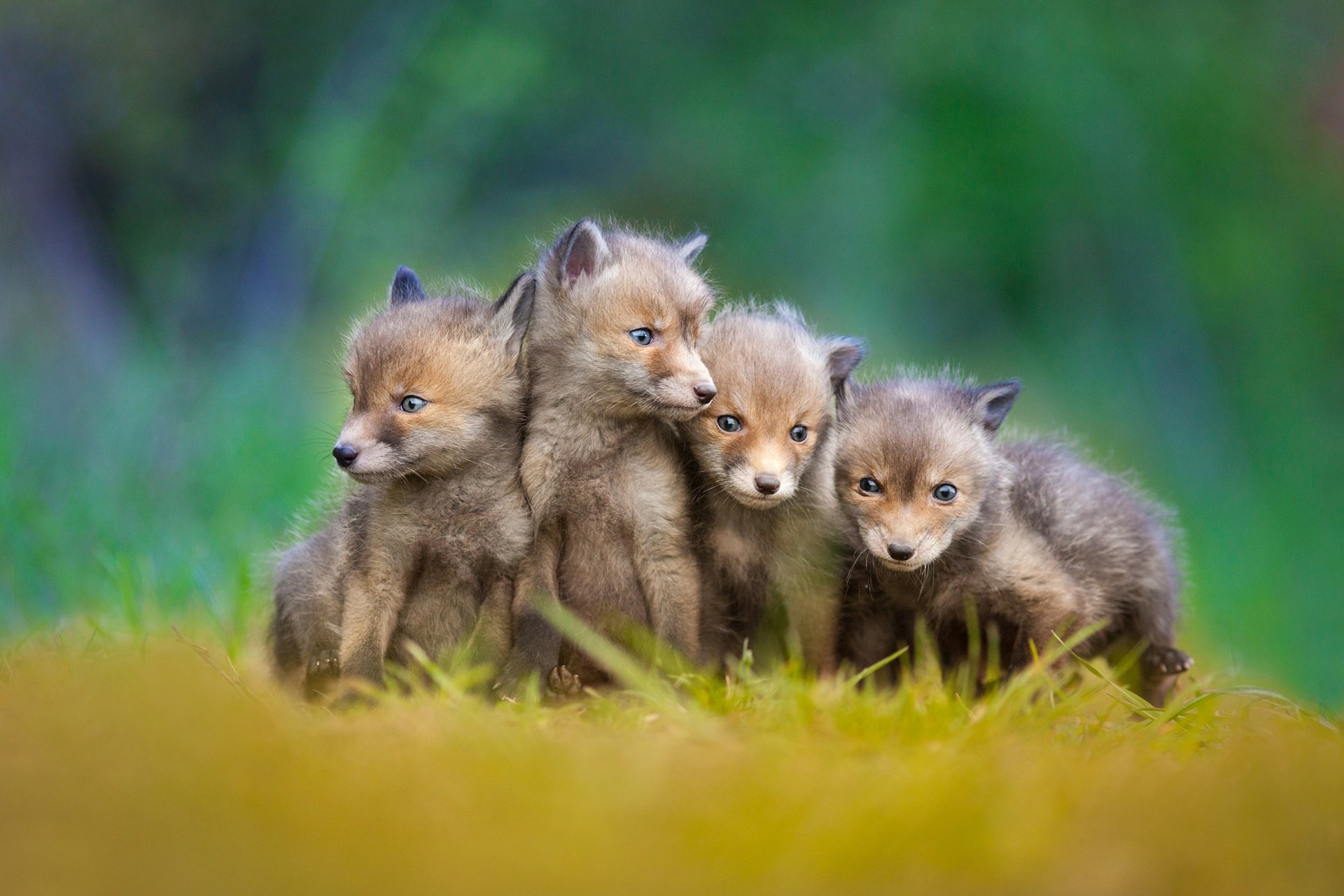 Adorable Fox Cubs HD Wallpaper