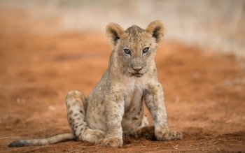 Download Baby Animal Cub Lion Animal PFP
