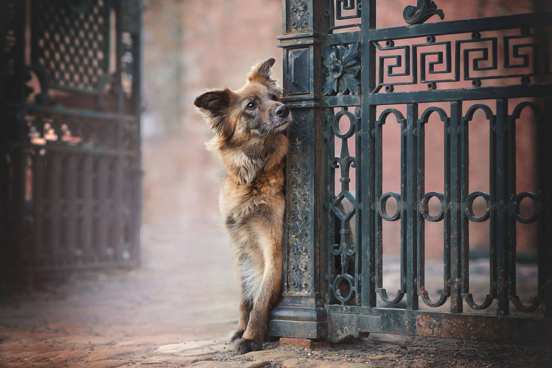 HD German Shepherd Portrait with Stunning Depth of Field | 1920x1280 ...