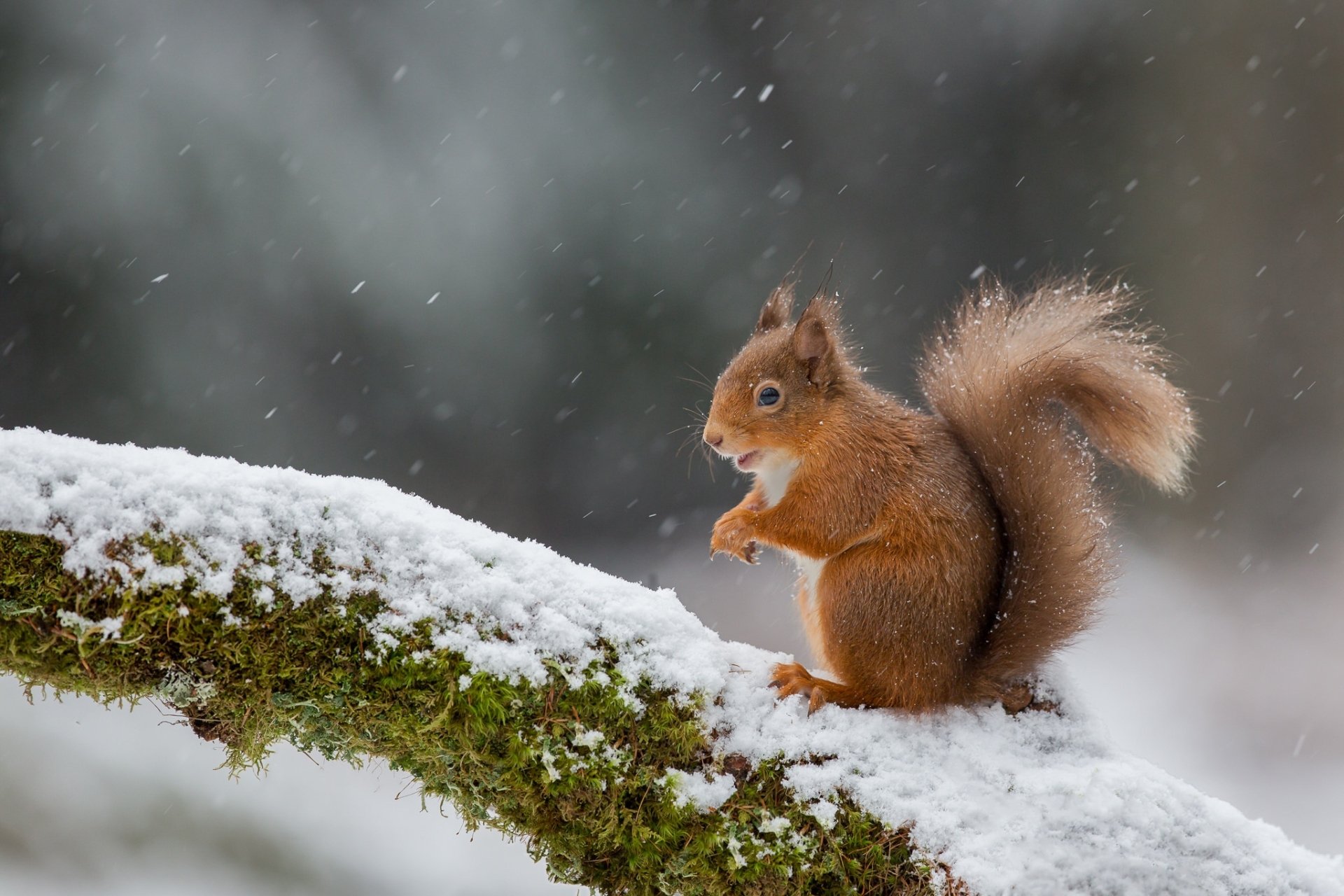 Winter Wonderland: Squirrel in Snowfall HD Wallpaper