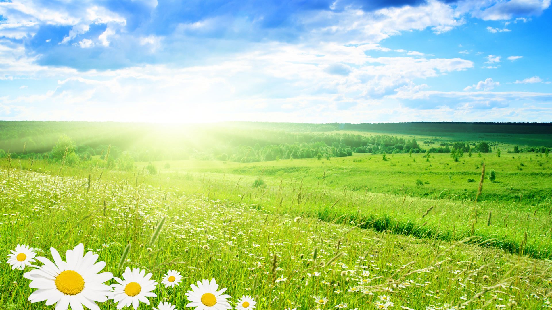 Sunlit Spring Meadow — HD Nature Wallpaper