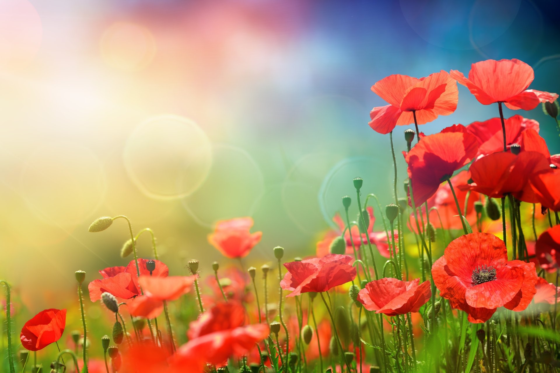 Radiant Summer Poppies in 4K Ultra HD Bokeh Glow | 6750x4500 ...