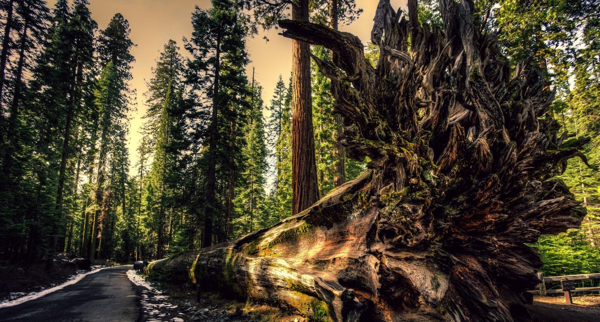 Giant Fallen Log Along a Sunlit Forest Road — HD Wallpaper | 2048x1100 ...