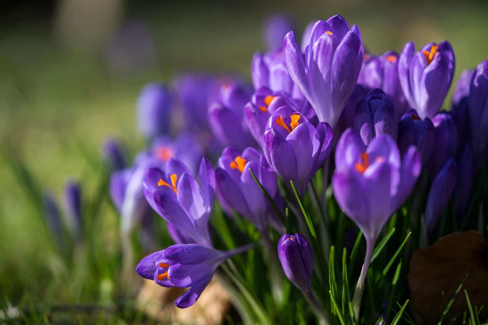 Download Purple Flower Flower Macro Nature Crocus HD Wallpaper