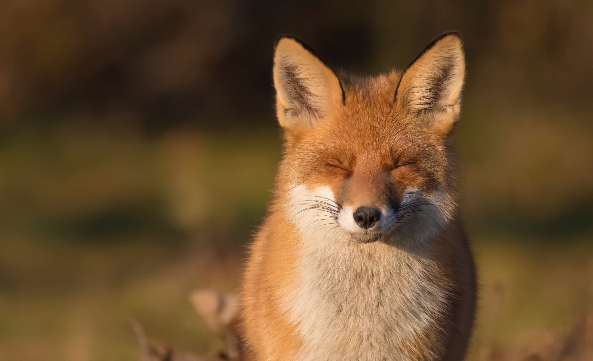 HD Fox Portrait with Stunning Depth of Field