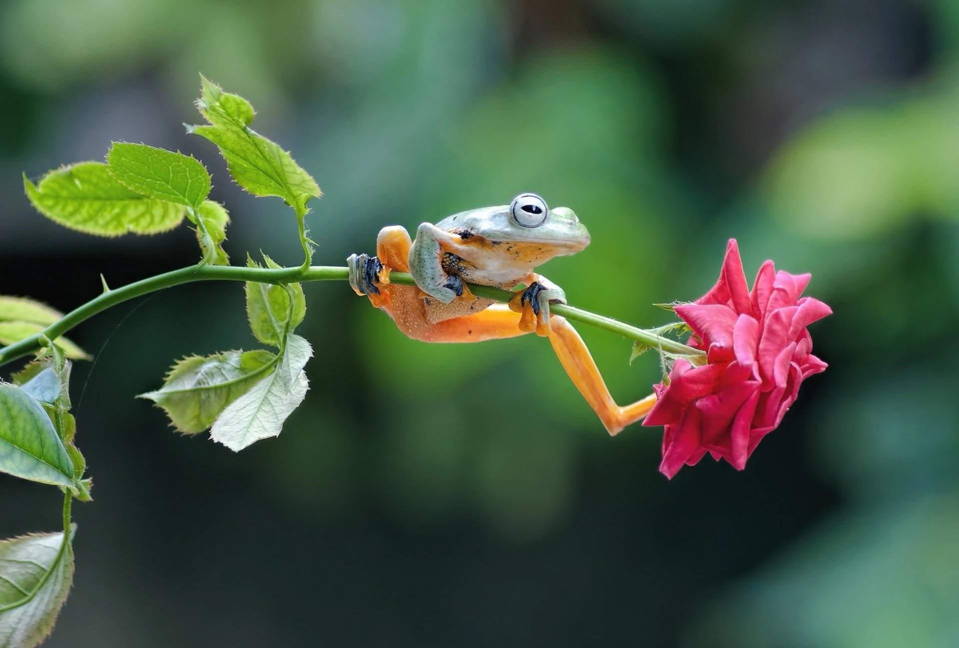 Frog on Rose - HD Animal Wallpaper