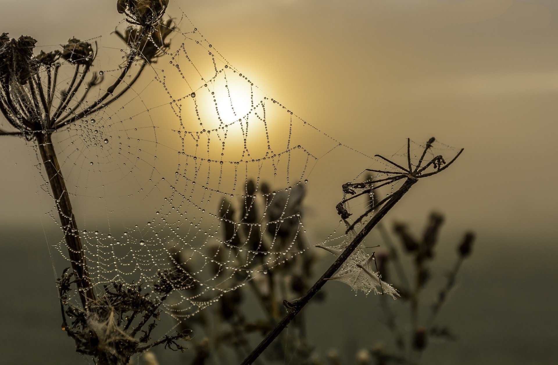 Morning Dew on a Spider Web | HD Macro Water Drop Photography