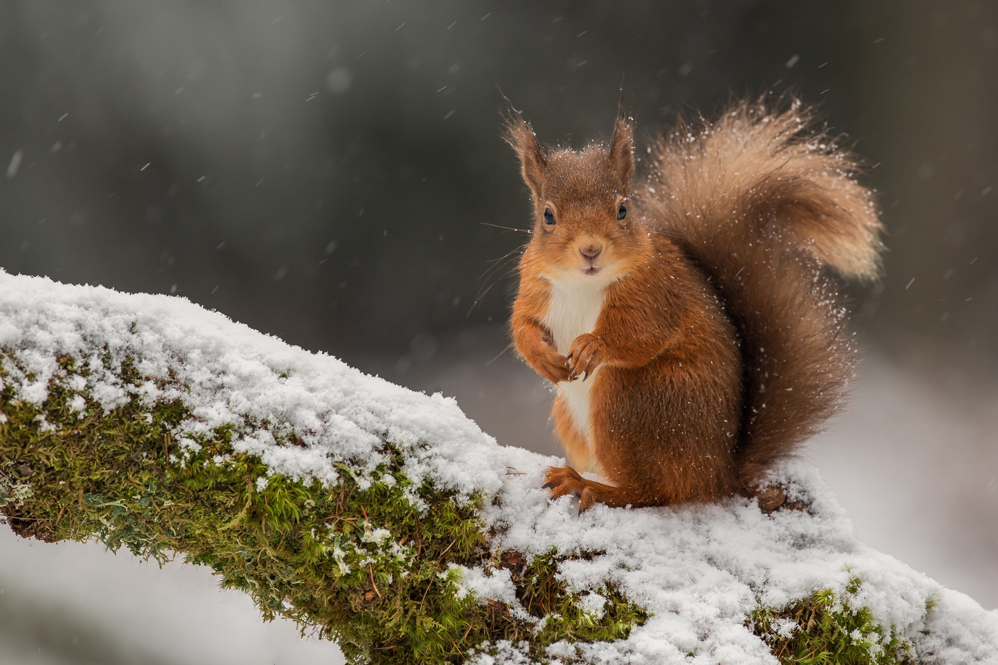 Download Snow Winter Rodent Animal Squirrel HD Wallpaper