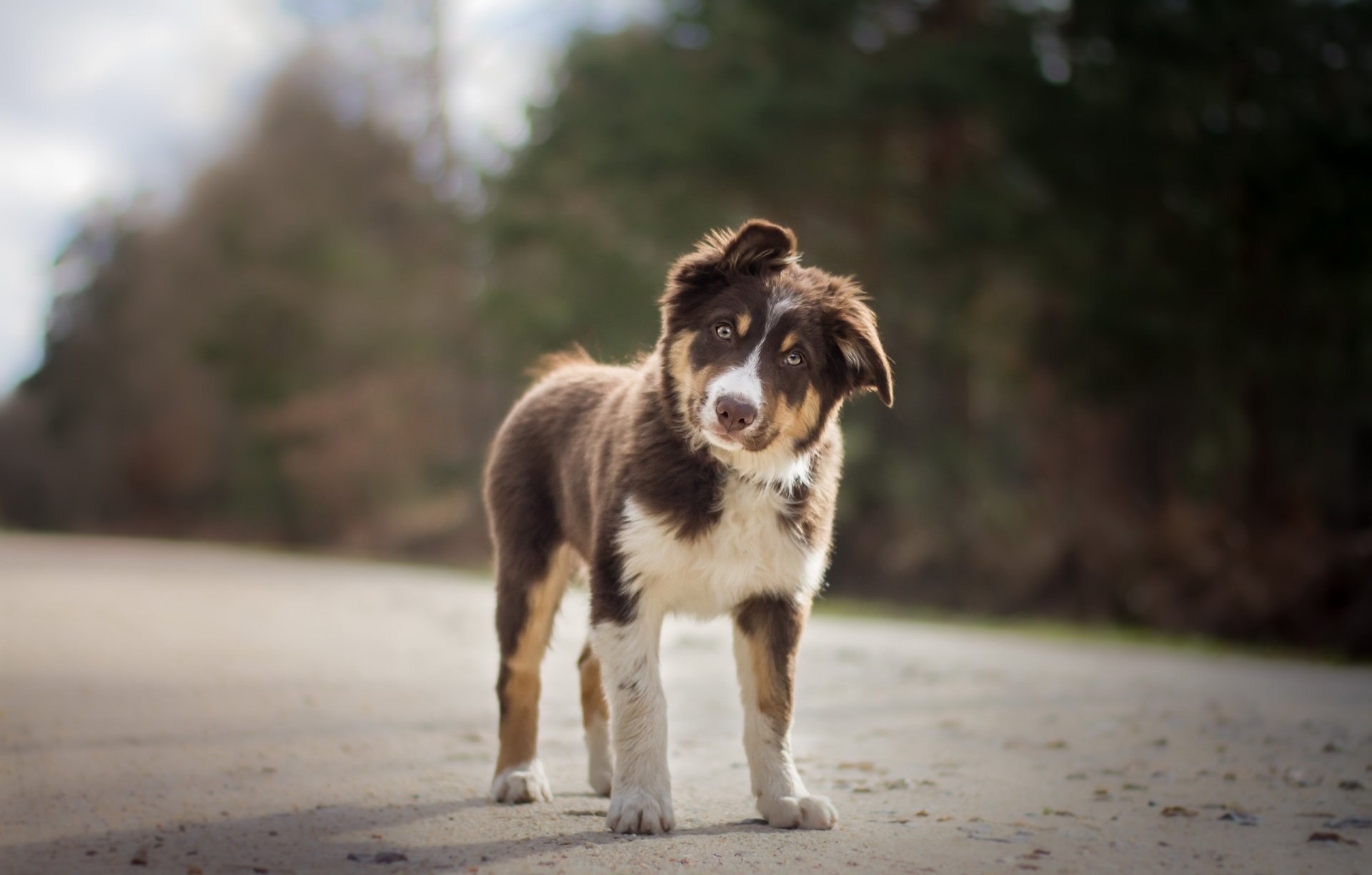 Download Puppy Depth Of Field Baby Animal Dog Animal Australian ...