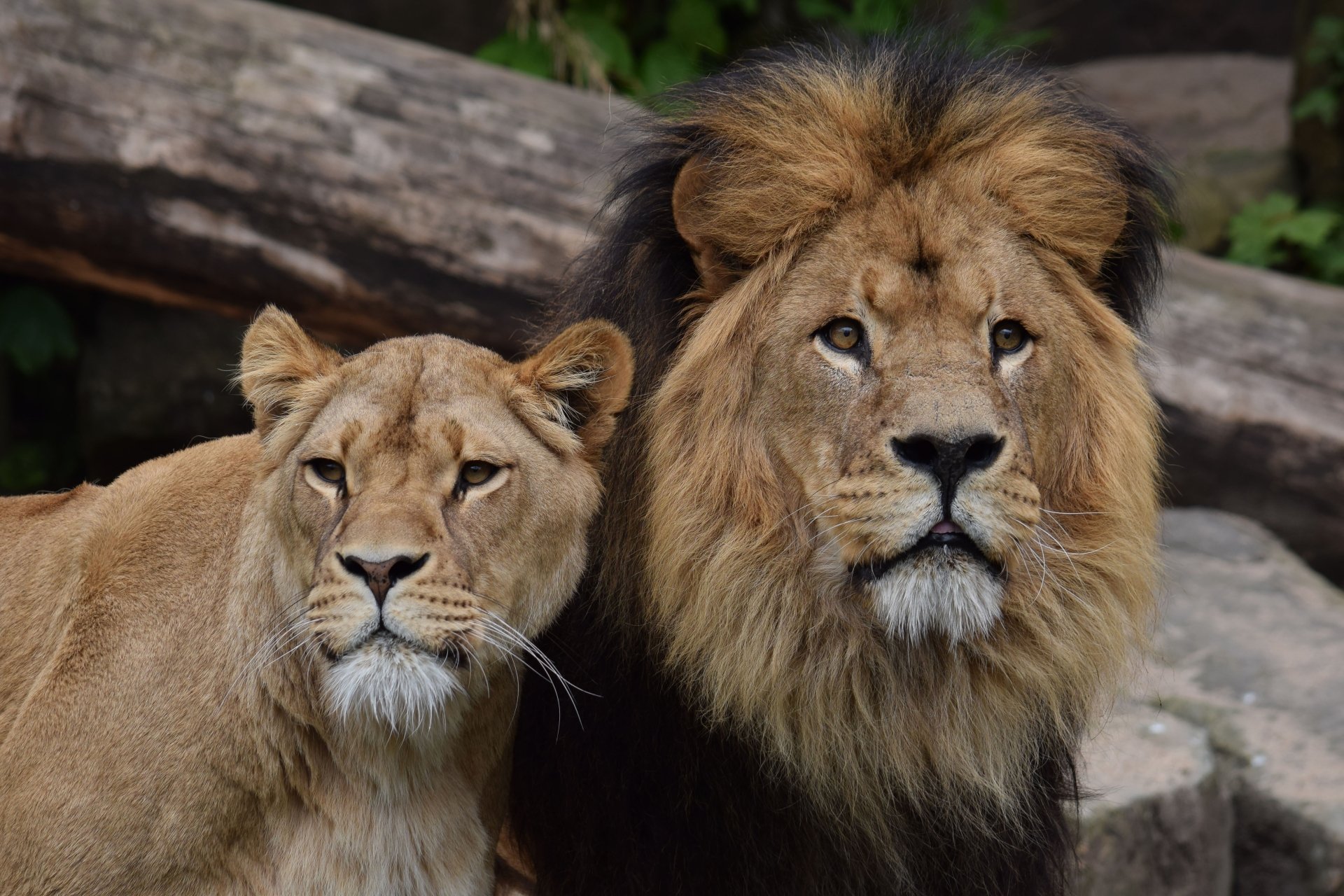 Majestic Lions in Stunning 4K Ultra HD Wildlife Wallpaper | 4884x3256 ...