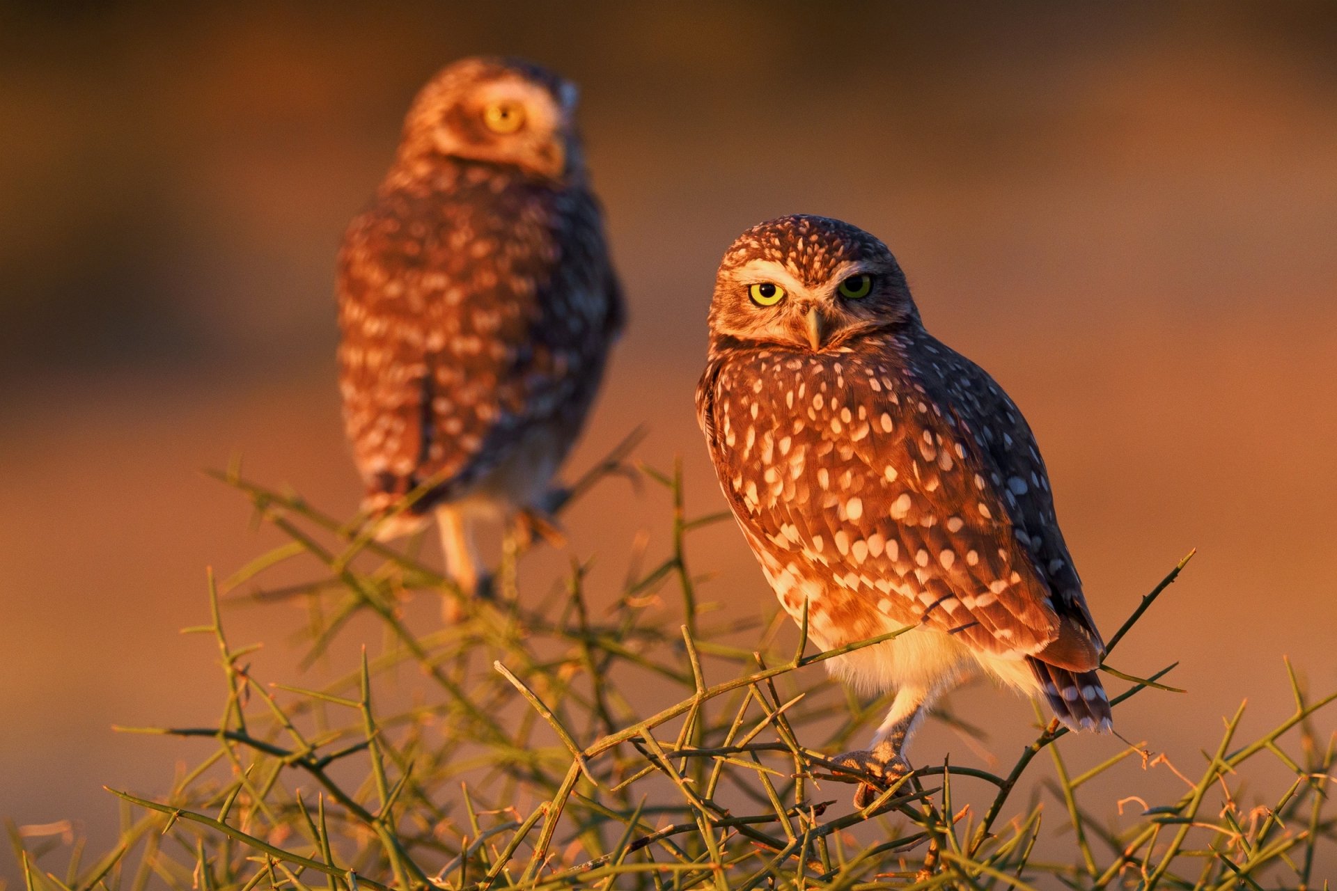 Majestic Owls in HD: Stunning Wildlife Bird Wallpaper | 2400x1600 ...