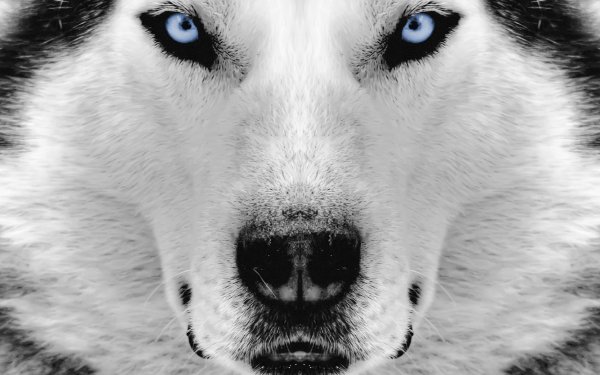 Cyan Dog on Yellow and Pink HD Wallpaper | Background Image | 3219x2146