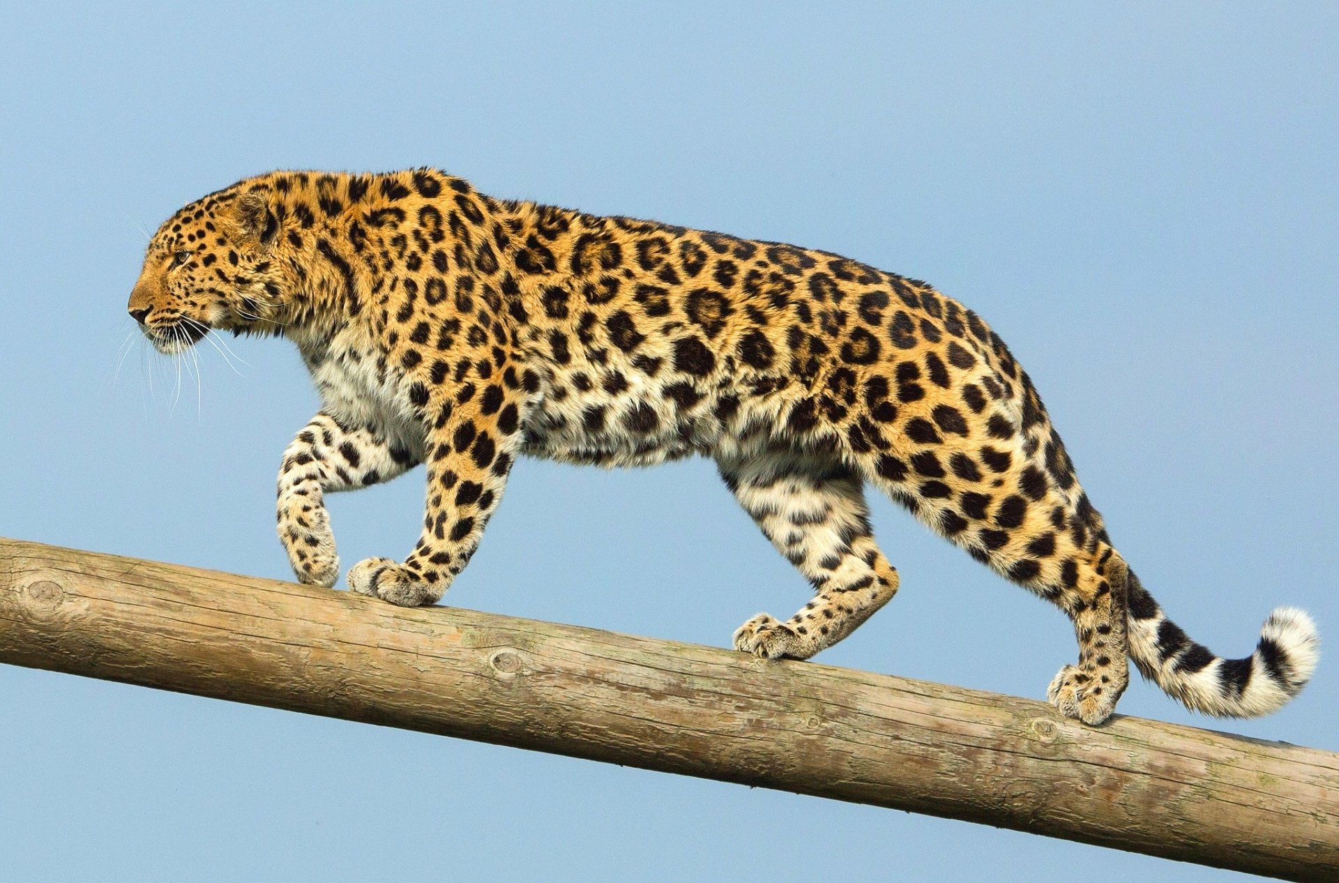 Download Animal Leopard HD Wallpaper