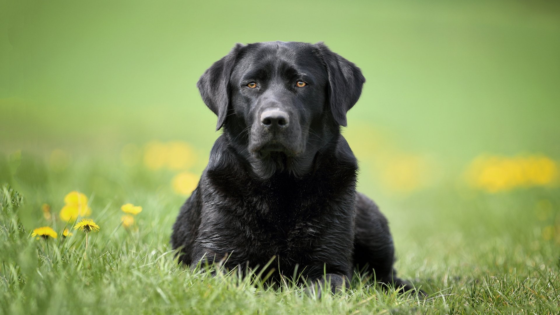 Download Depth Of Field Dog Animal Labrador Retriever 4k Ultra HD Wallpaper