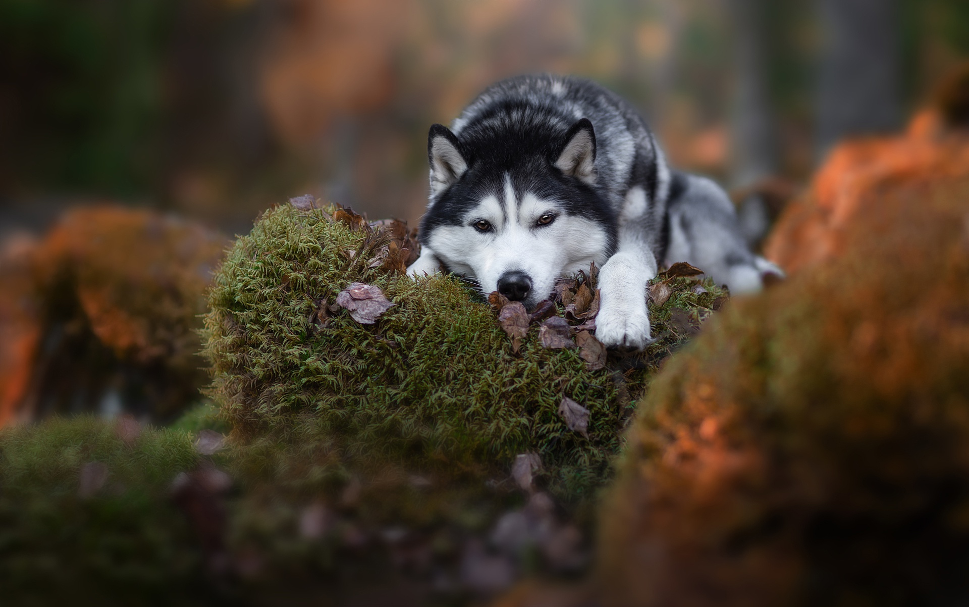 Download Moss Dog Animal Husky HD Wallpaper
