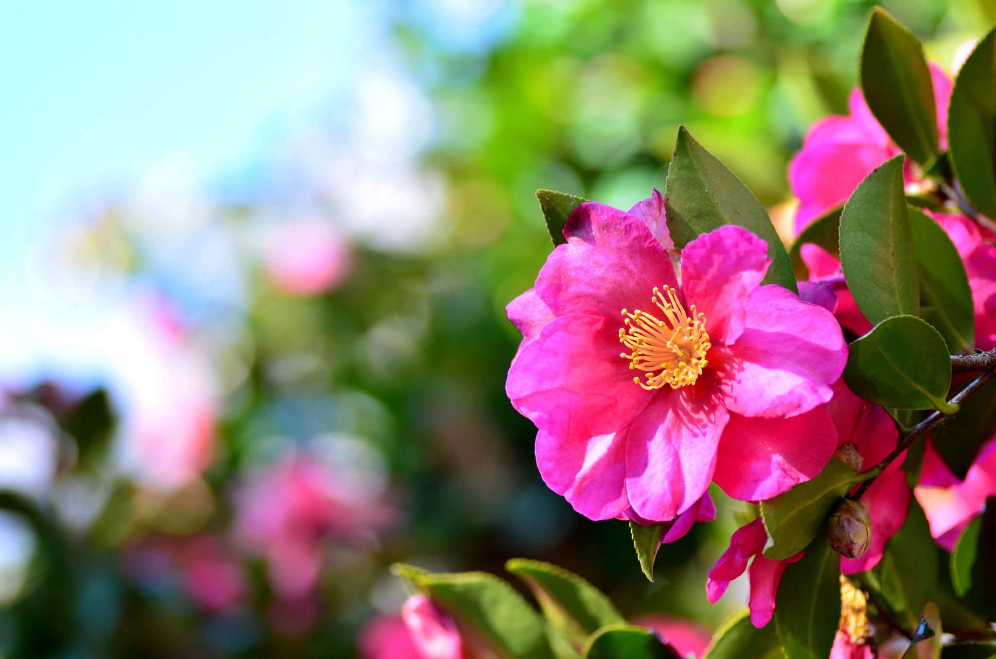Download Flower Spring Pink Flower Bokeh Nature Blossom HD Wallpaper