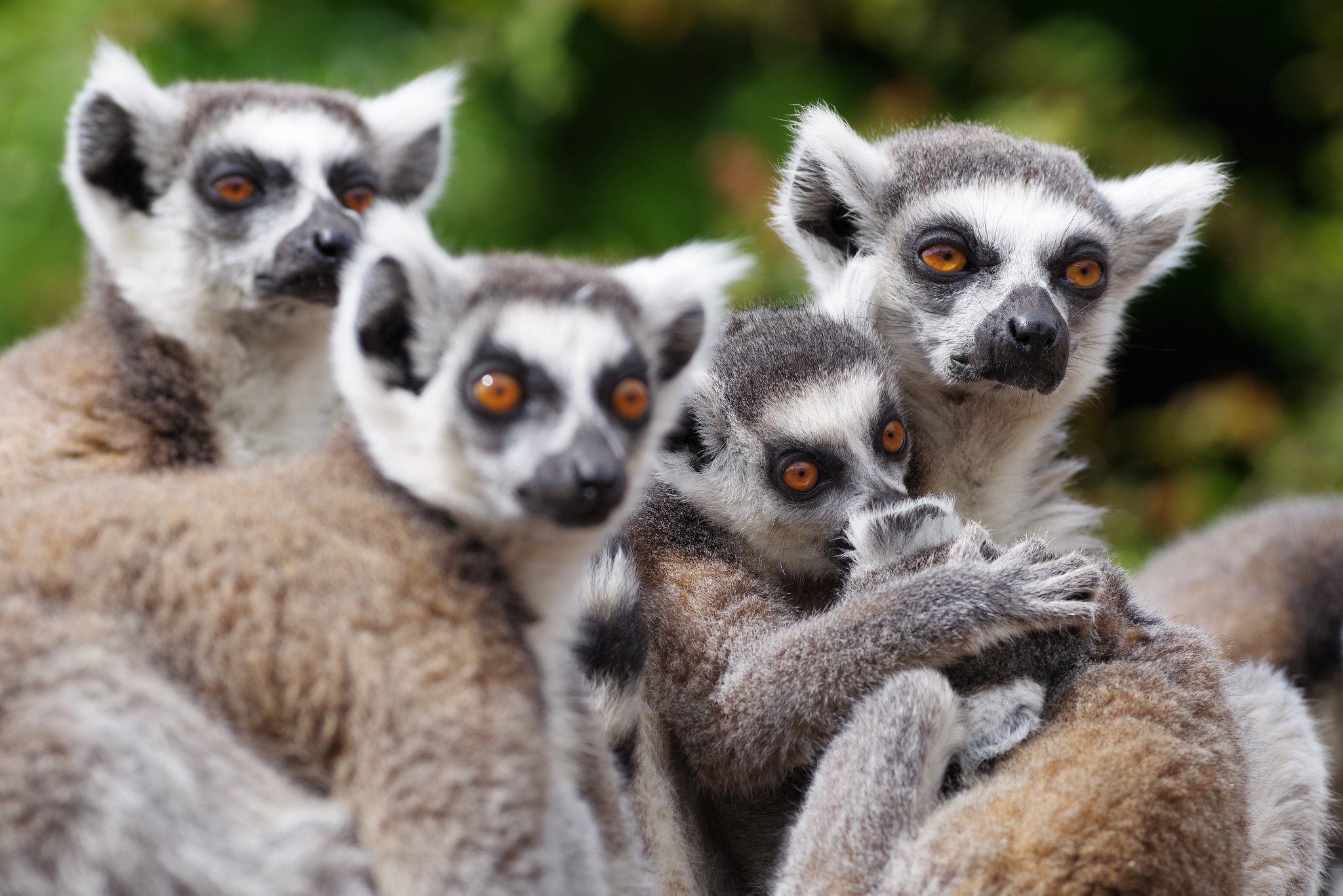 Download Animal Lemur HD Wallpaper