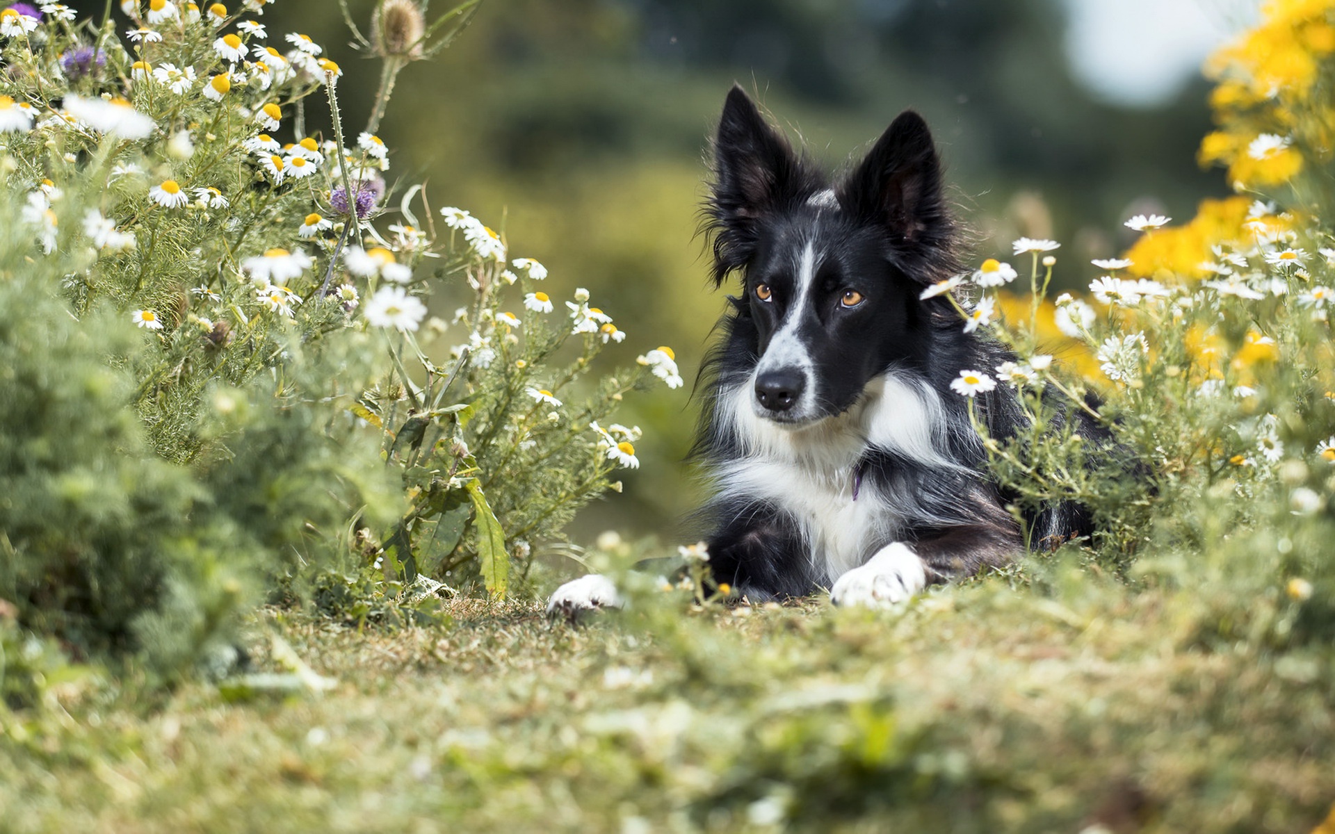 Download Depth Of Field Flower Dog Animal Border Collie HD Wallpaper