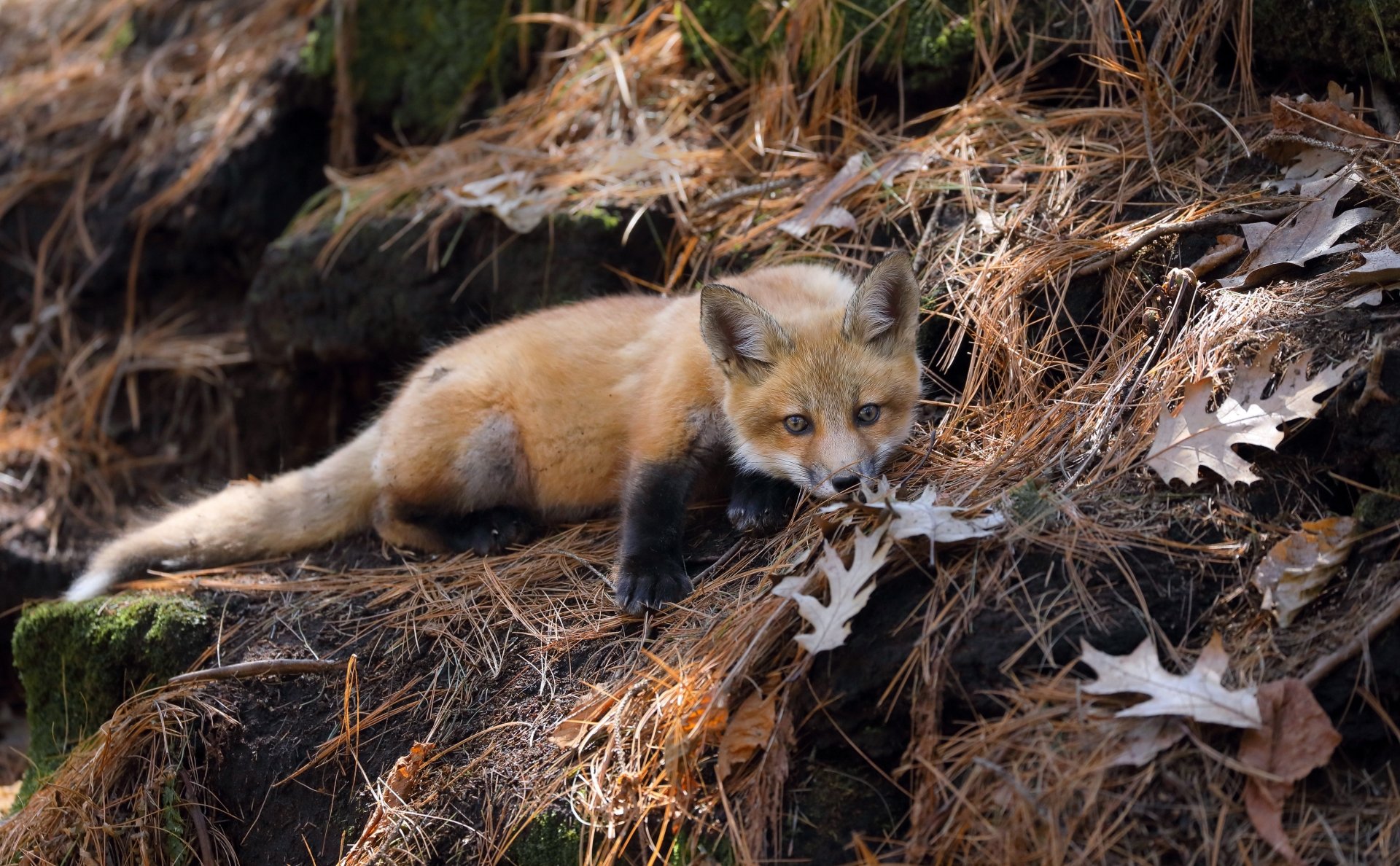 4K Ultra HD Fox Portrait: Nature's Cunning Beauty in Stunning Detail ...