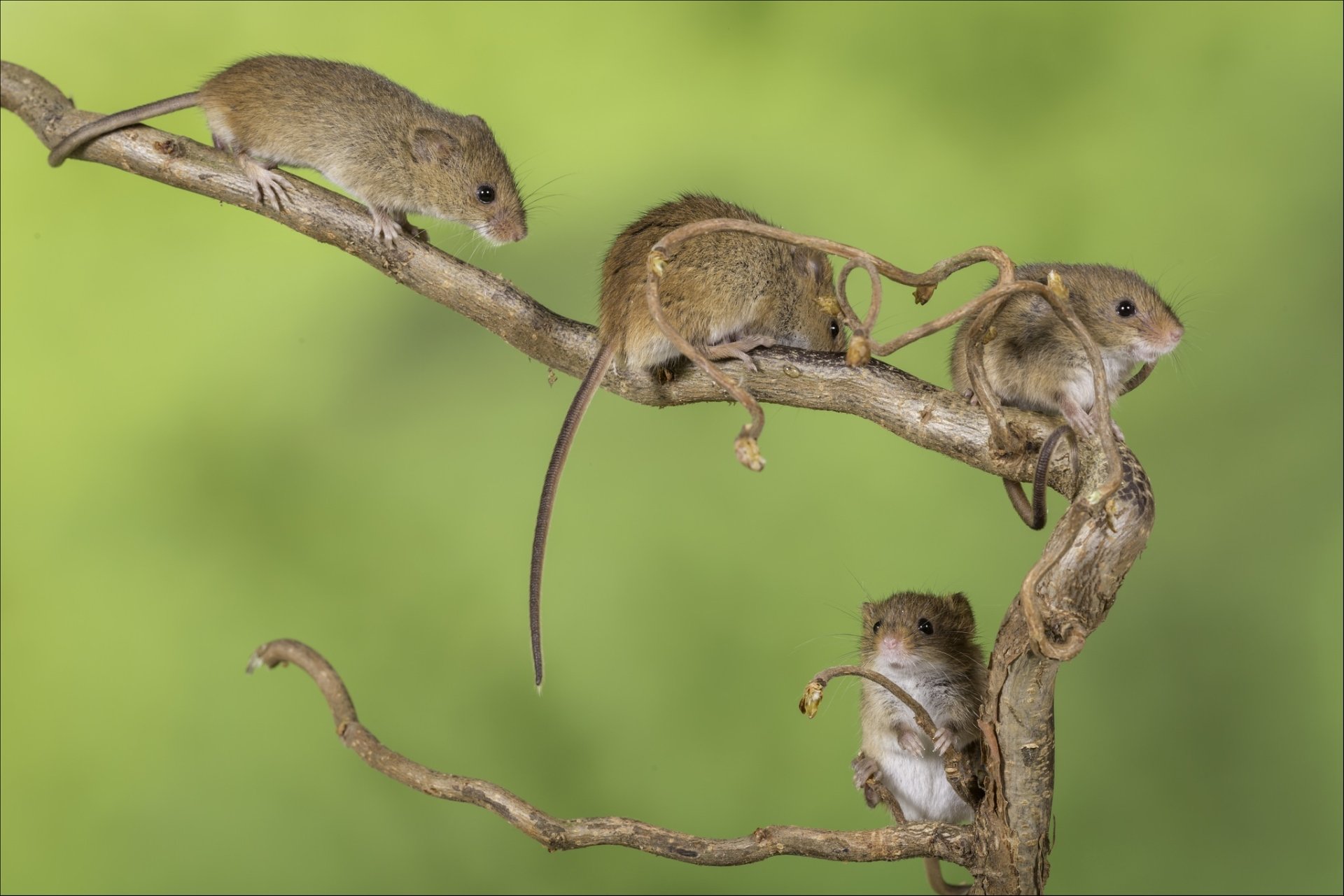 Charming Mice on Branch | HD Animal Wallpaper