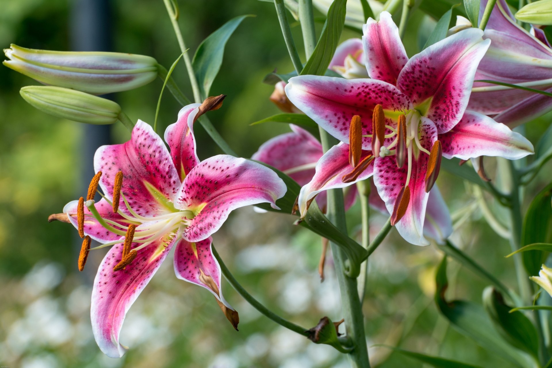 15 Best lily flower desktop wallpaper You Can Use It For Free ...