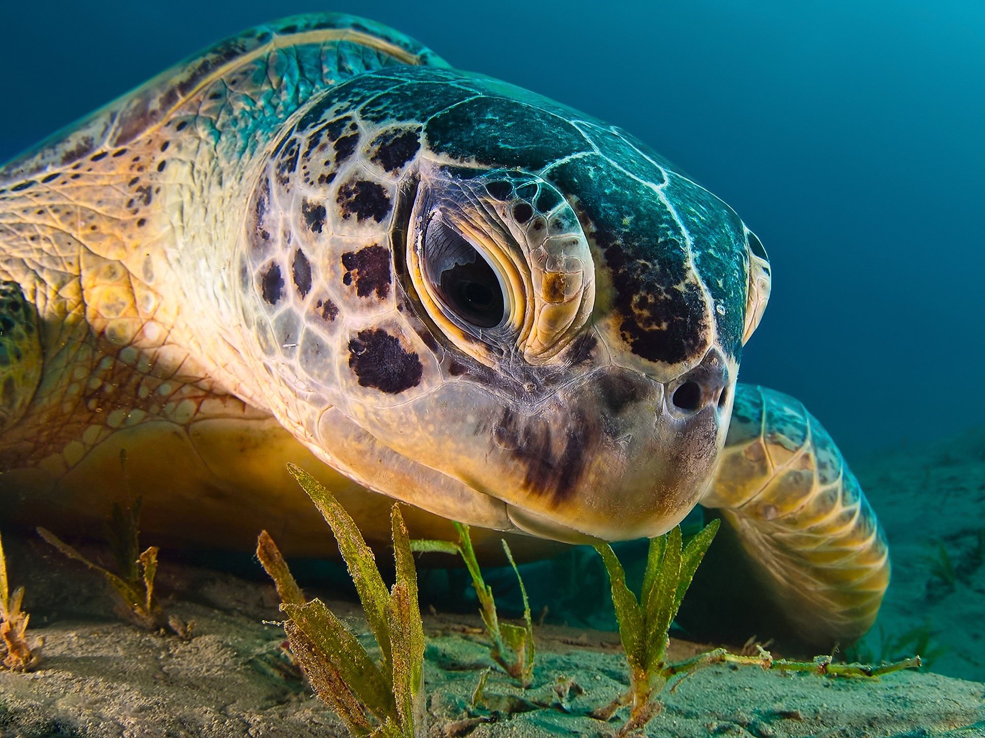 Download Close-up Sea Life Animal Turtle HD Wallpaper