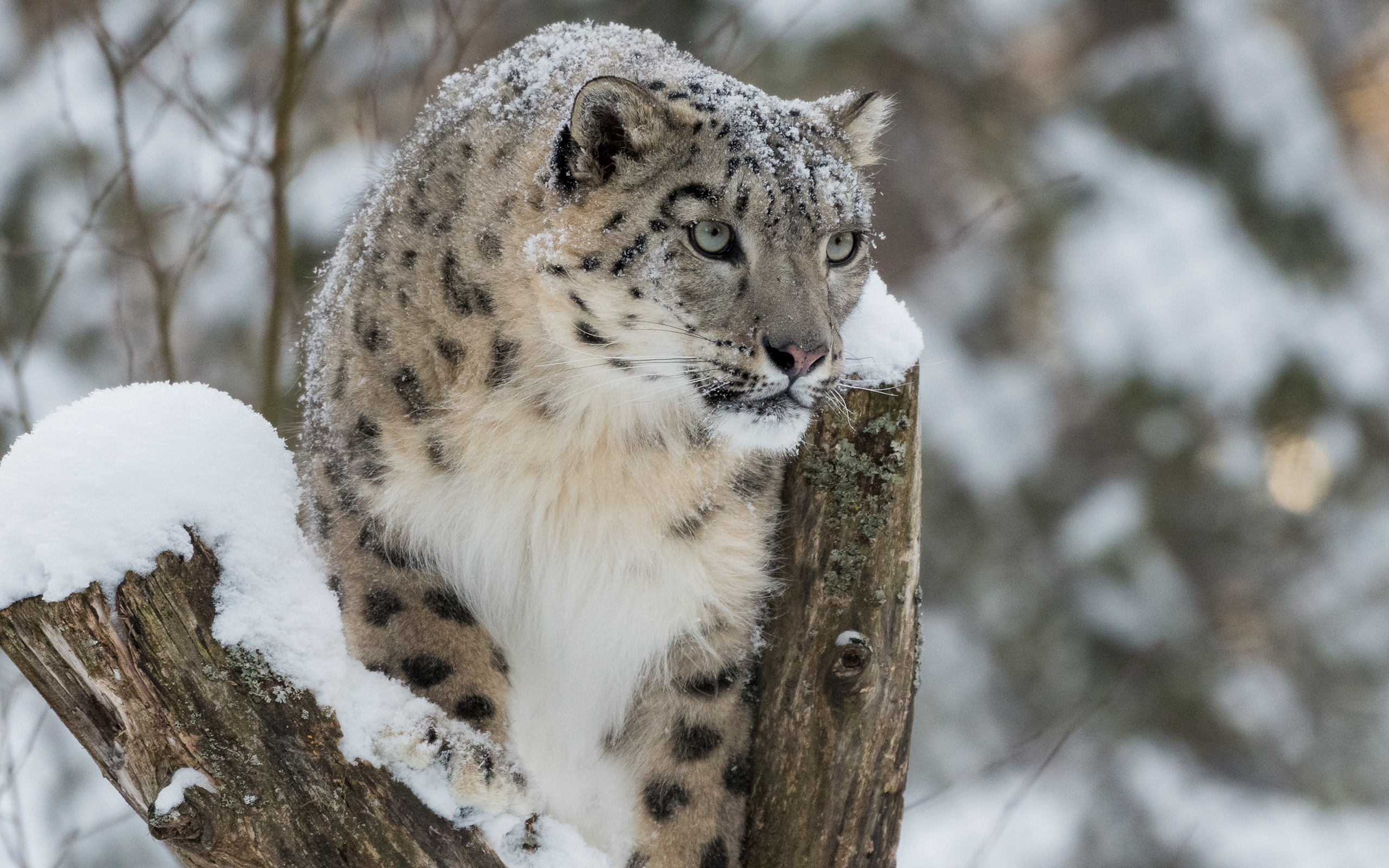 Download Snow Animal Snow Leopard HD Wallpaper