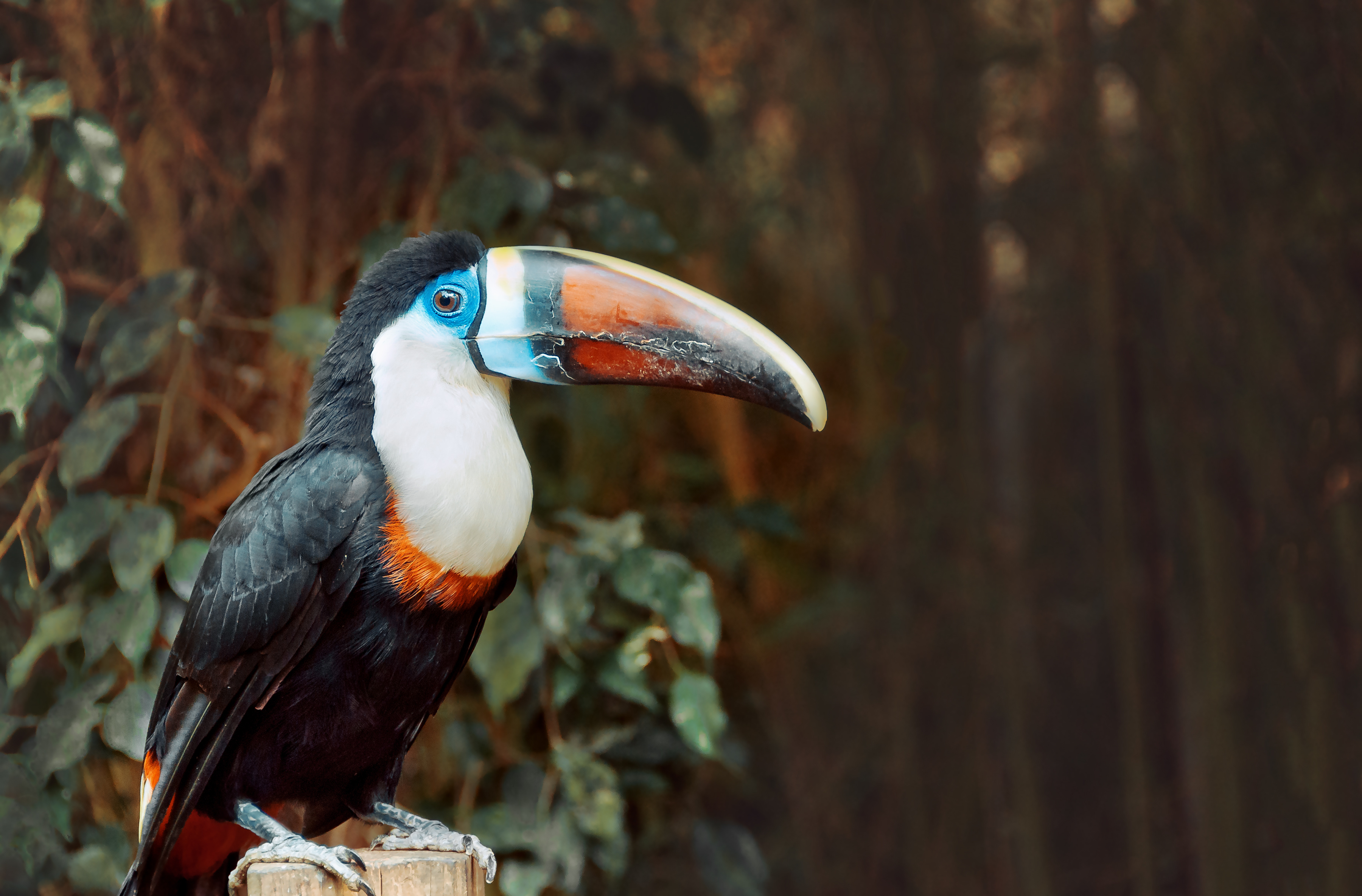 Download Bird Animal Toucan HD Wallpaper