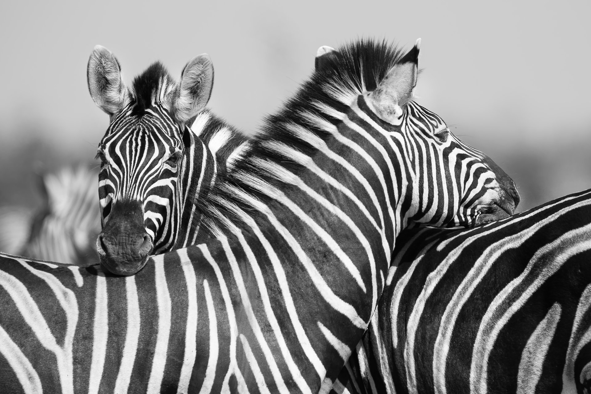 Animal Zebra 4k Ultra HD Wallpaper