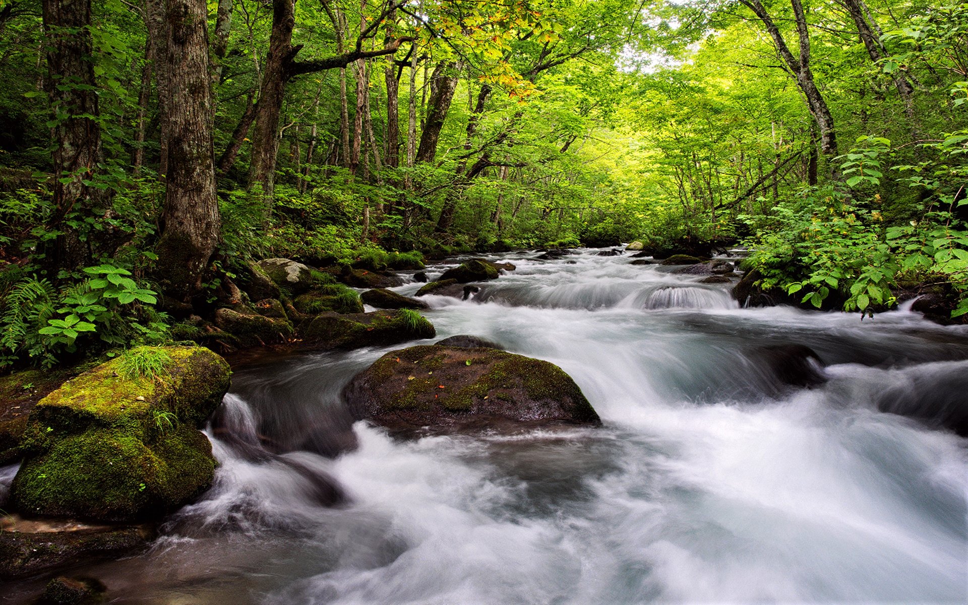 Verdant Forest River — HD Nature Wallpaper