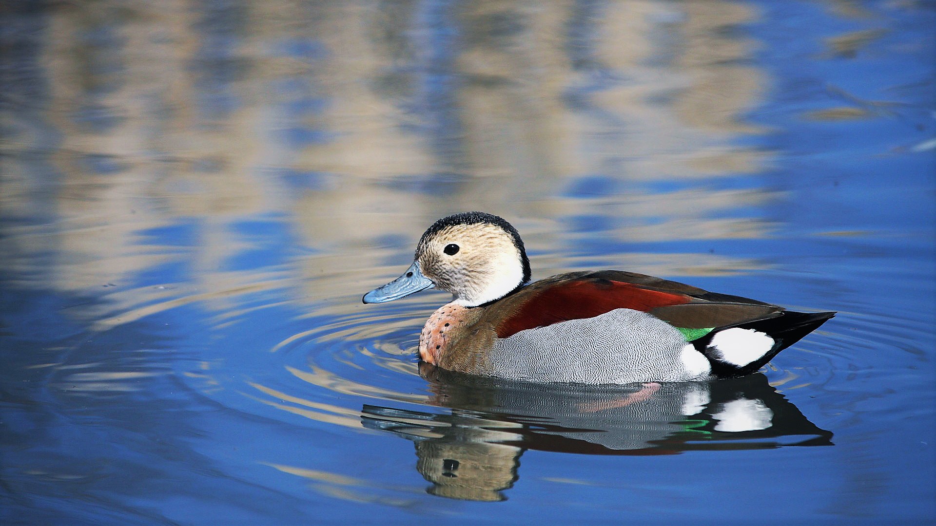 Download Ringed Teal Bird Animal Duck HD Wallpaper