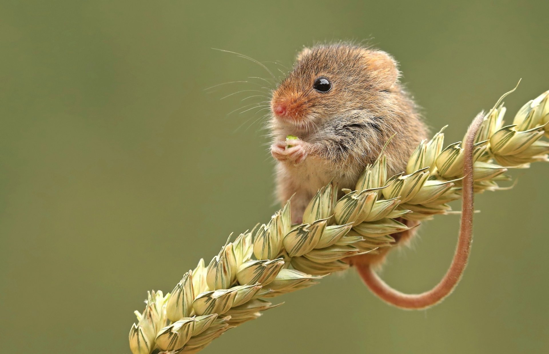Tiny Mouse on Golden Wheat – Stunning HD Rodent Wallpaper