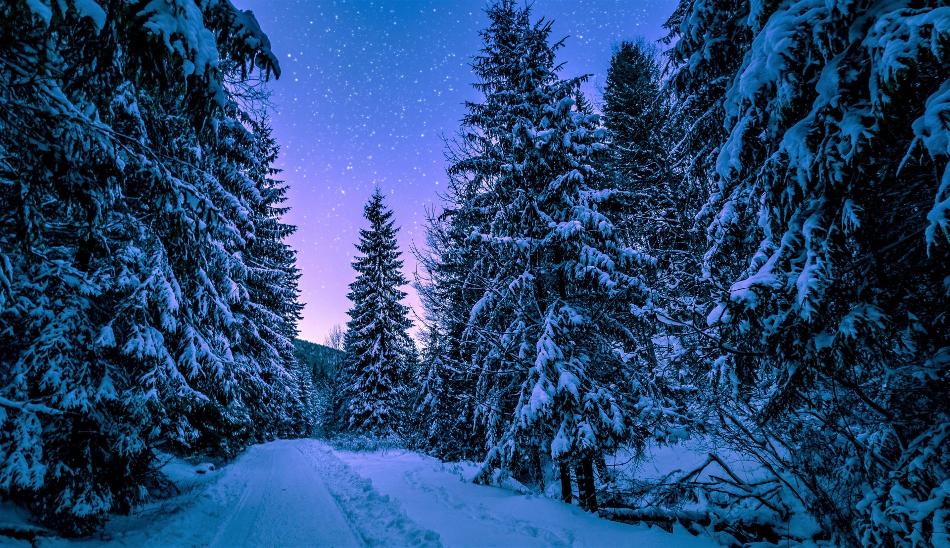 Download Starry Sky Night Pine Forest Tree Snow Nature Winter Winter ...