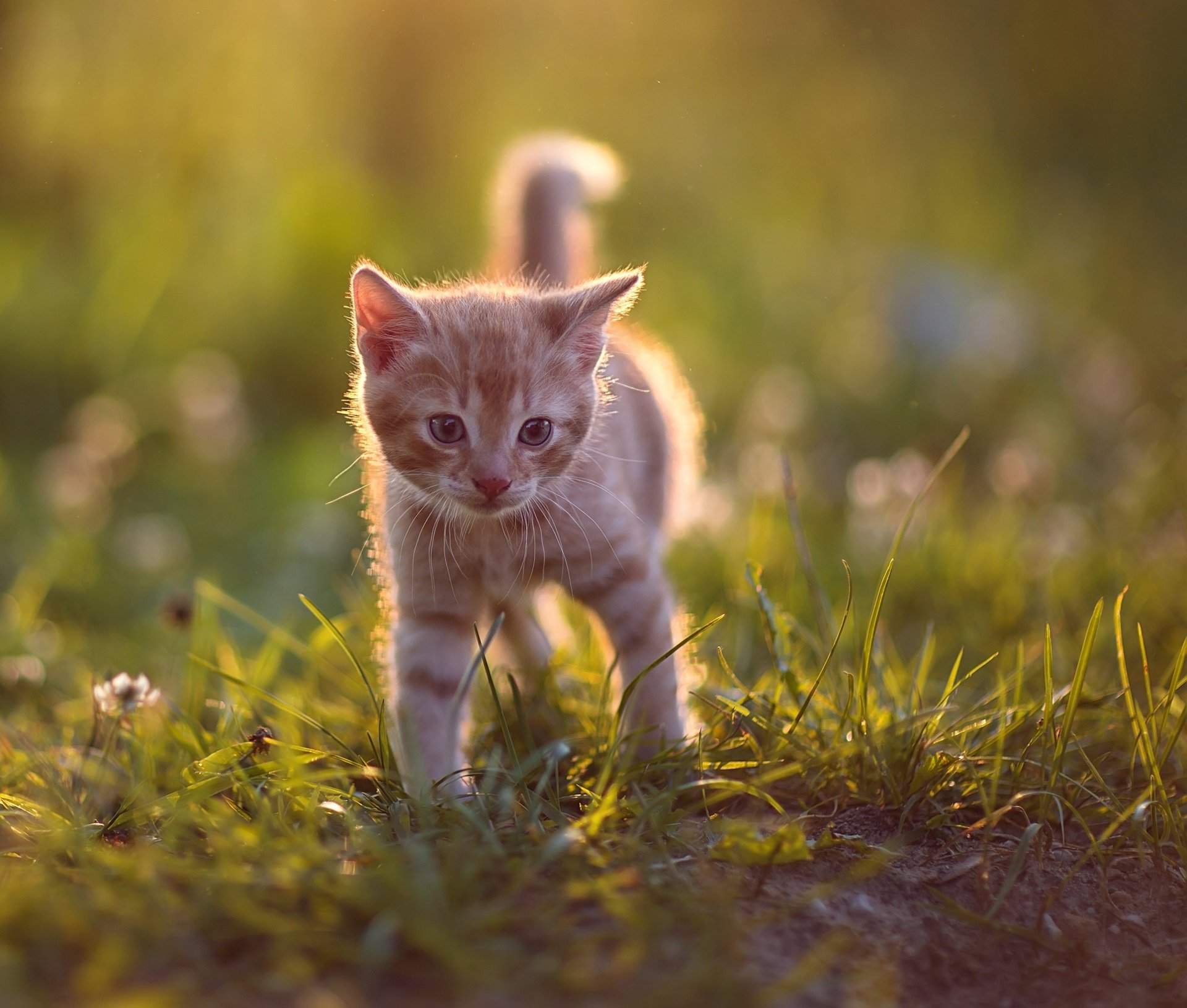 Cat Hd Wallpaper Widescreen