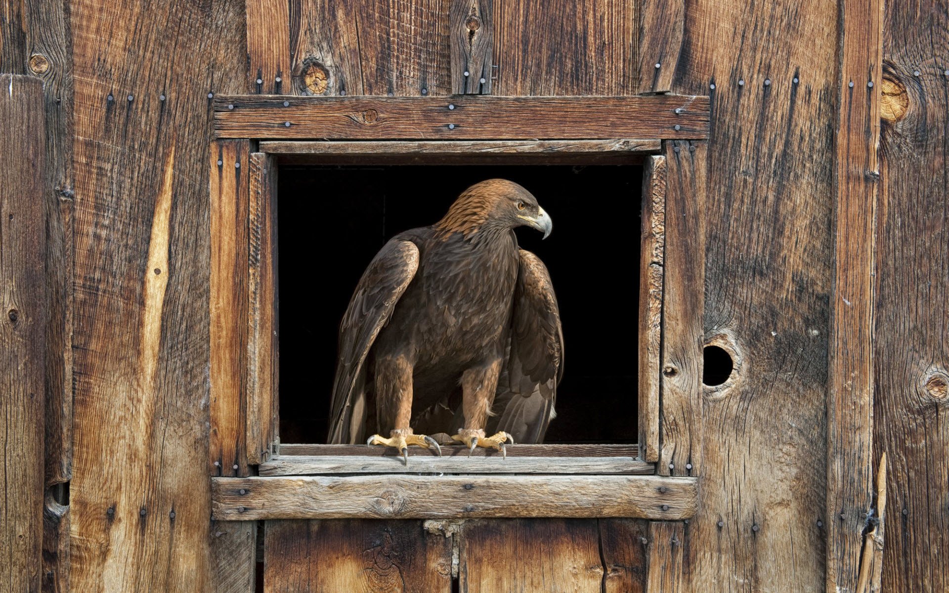 Barn Sentinel: HD Eagle Wallpaper