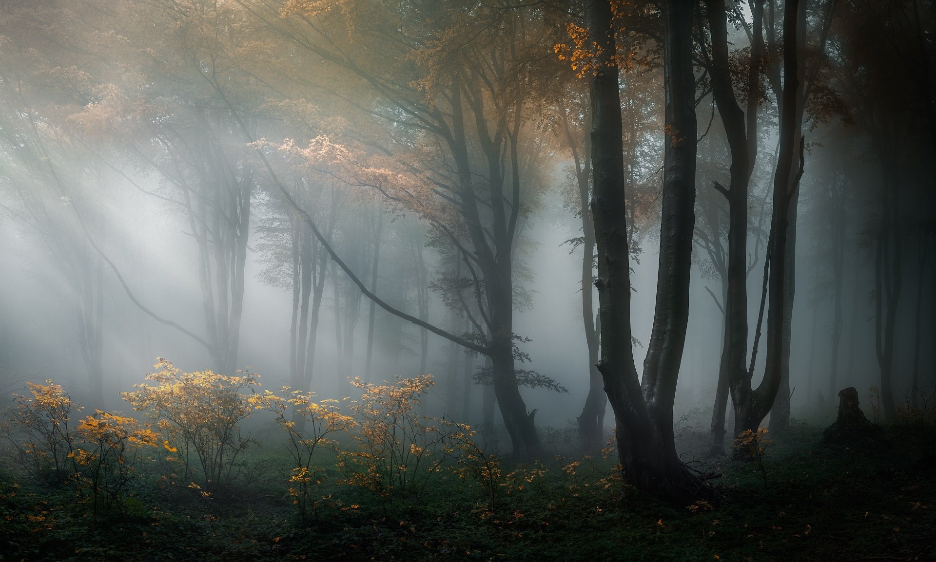 Foggy Woods Hd Wallpaper