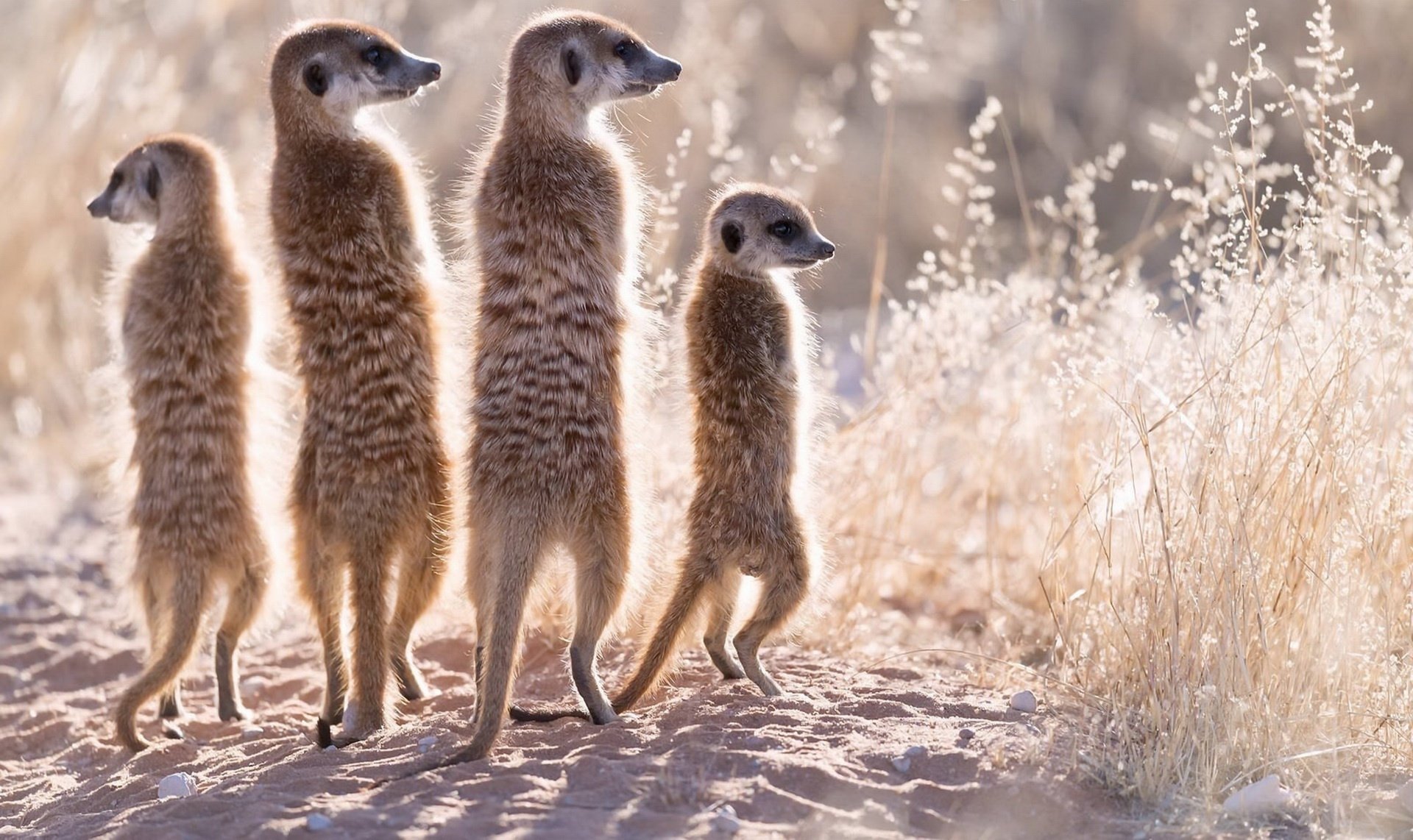 Download Baby Animal Animal Meerkat HD Wallpaper