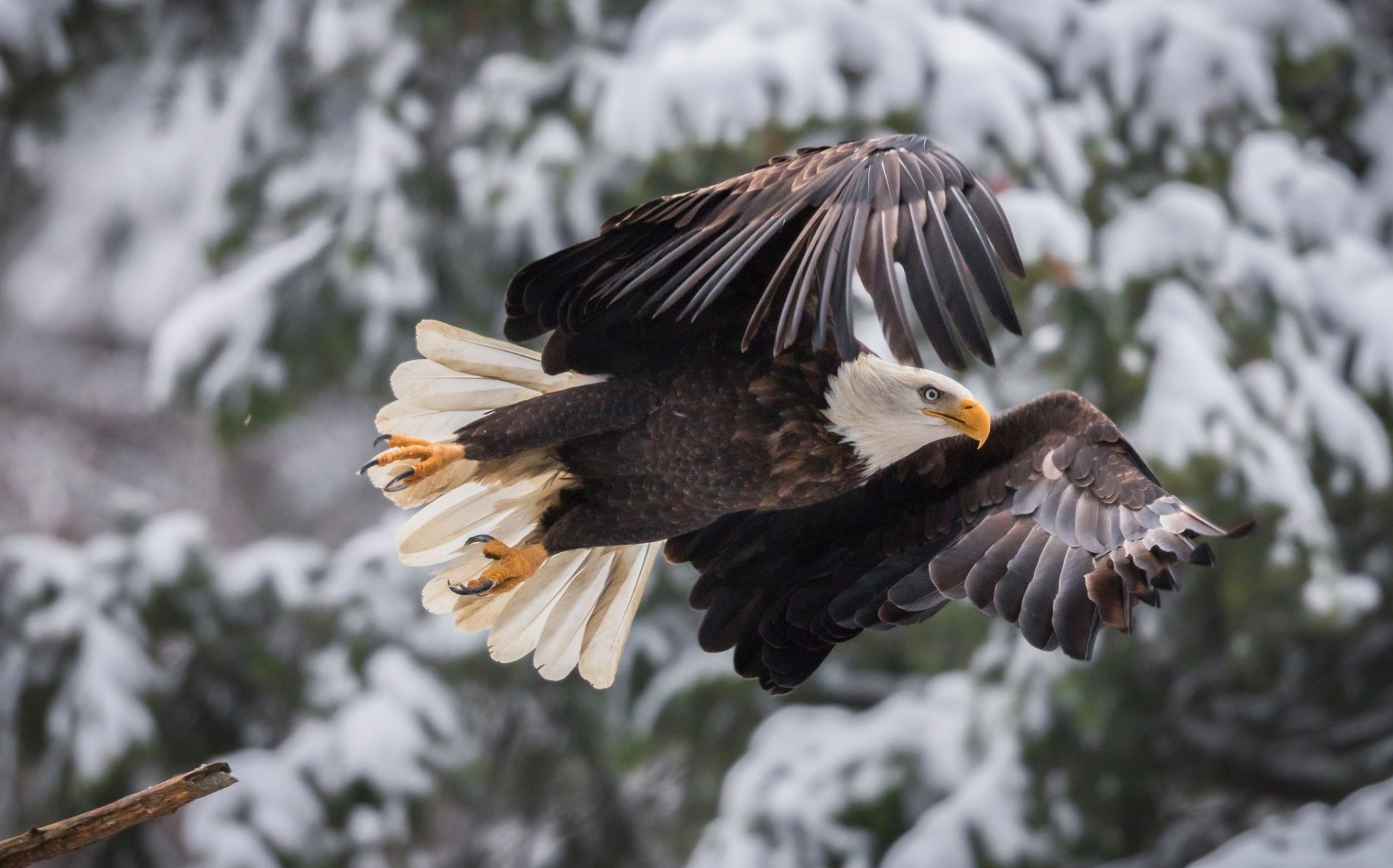 Majestic Bald Eagle in Flight – Stunning HD Bird of Prey Wallpaper