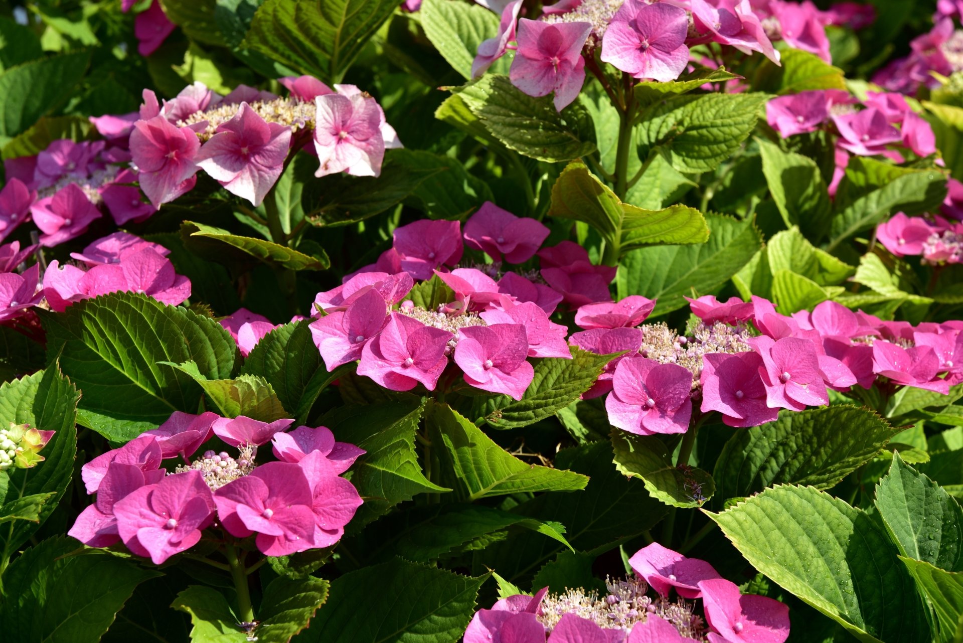 4K Ultra HD Vibrant Pink Hydrangea Bloom in Lush Nature