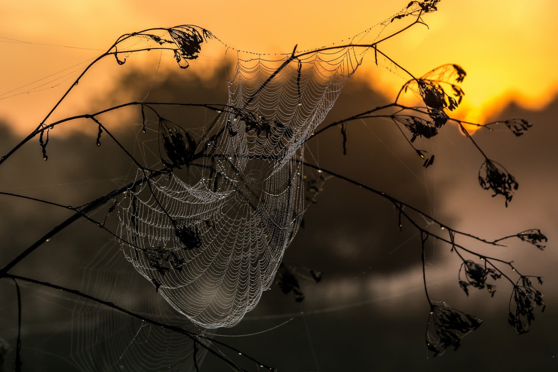 Download Macro Photography Spider Web HD Wallpaper