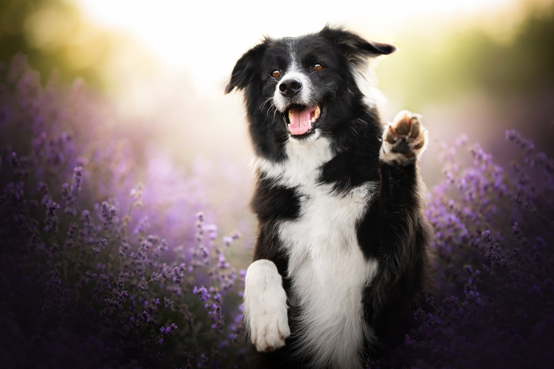 Download Purple Flower Depth Of Field Dog Animal Border Collie HD Wallpaper