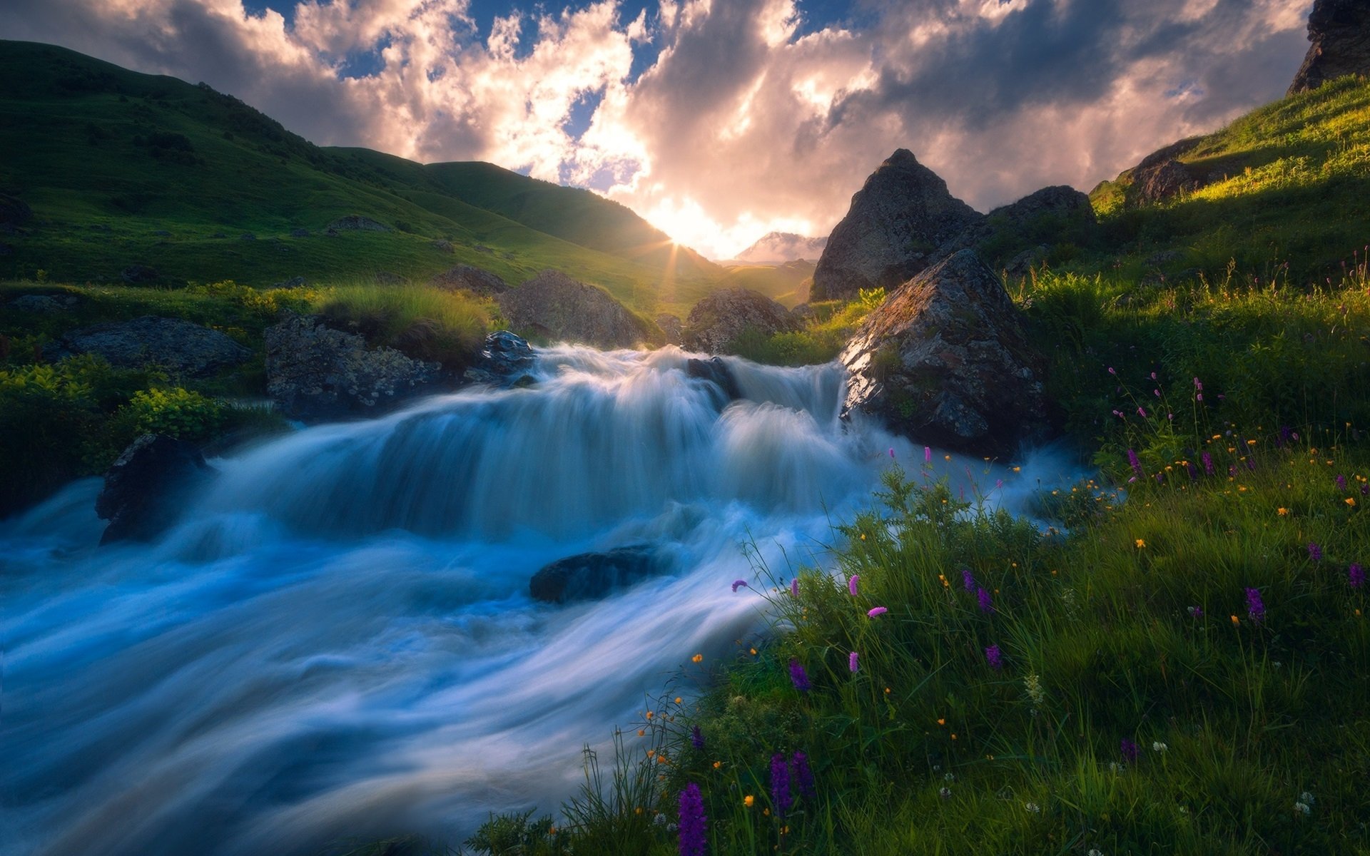 Download Flower Wildflower Spring Field Nature Stream HD Wallpaper